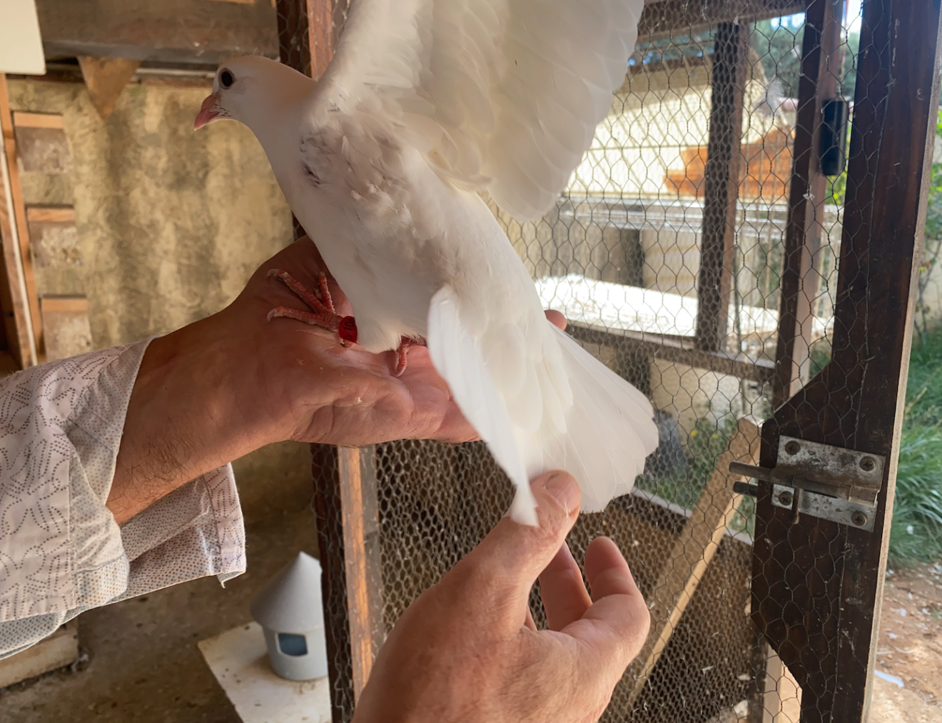 (Dossier) "Les pigeons sont des compagnons fidèles" - Le Petit Varois.Fr