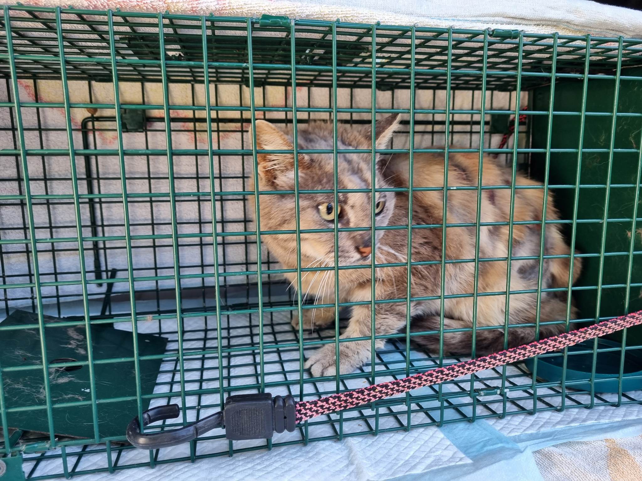 Une cagnotte pour un chat mal en point - Le Petit Varois.Fr