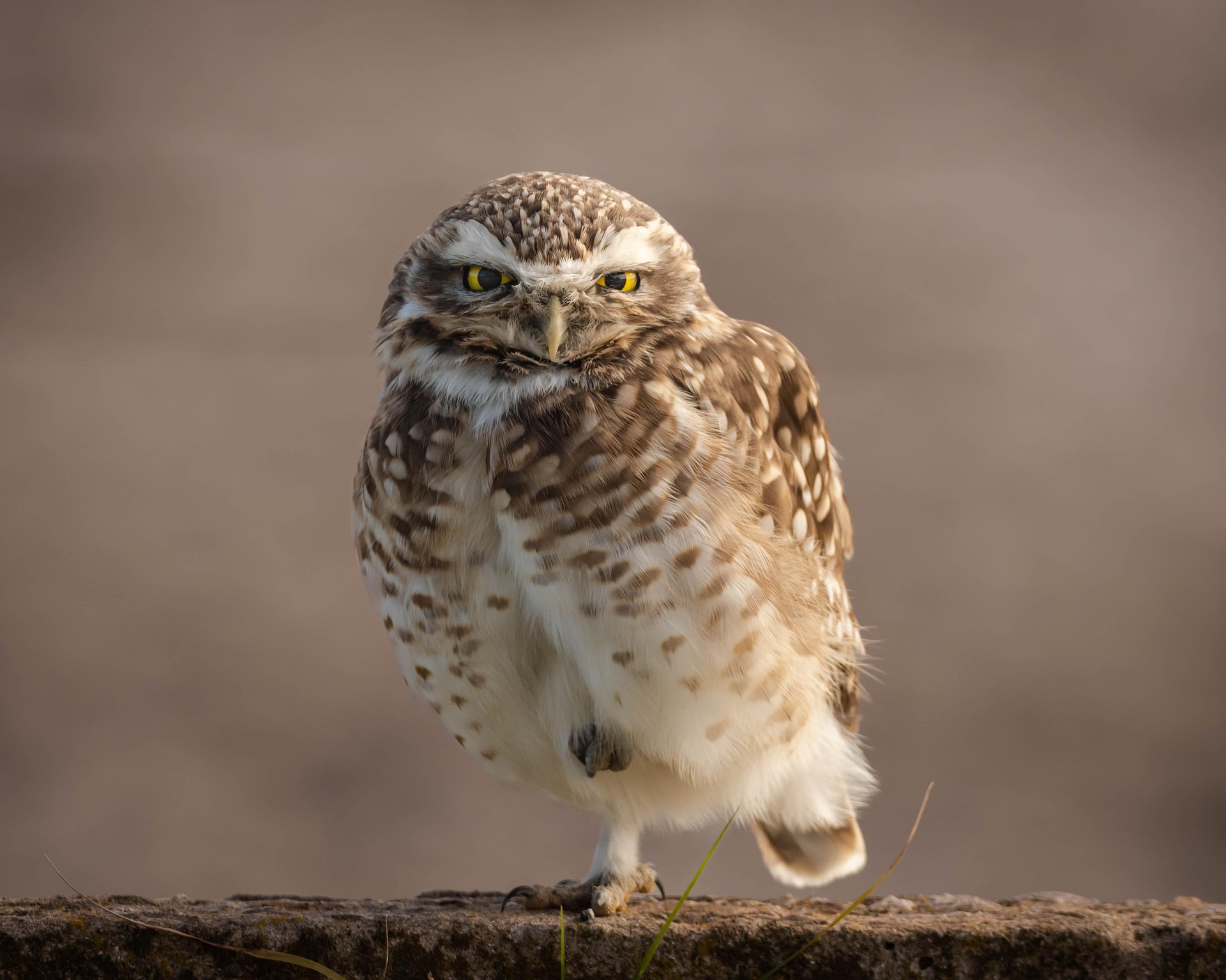 Une journée pour percer le mystère des chouettes - Le Petit Varois.Fr